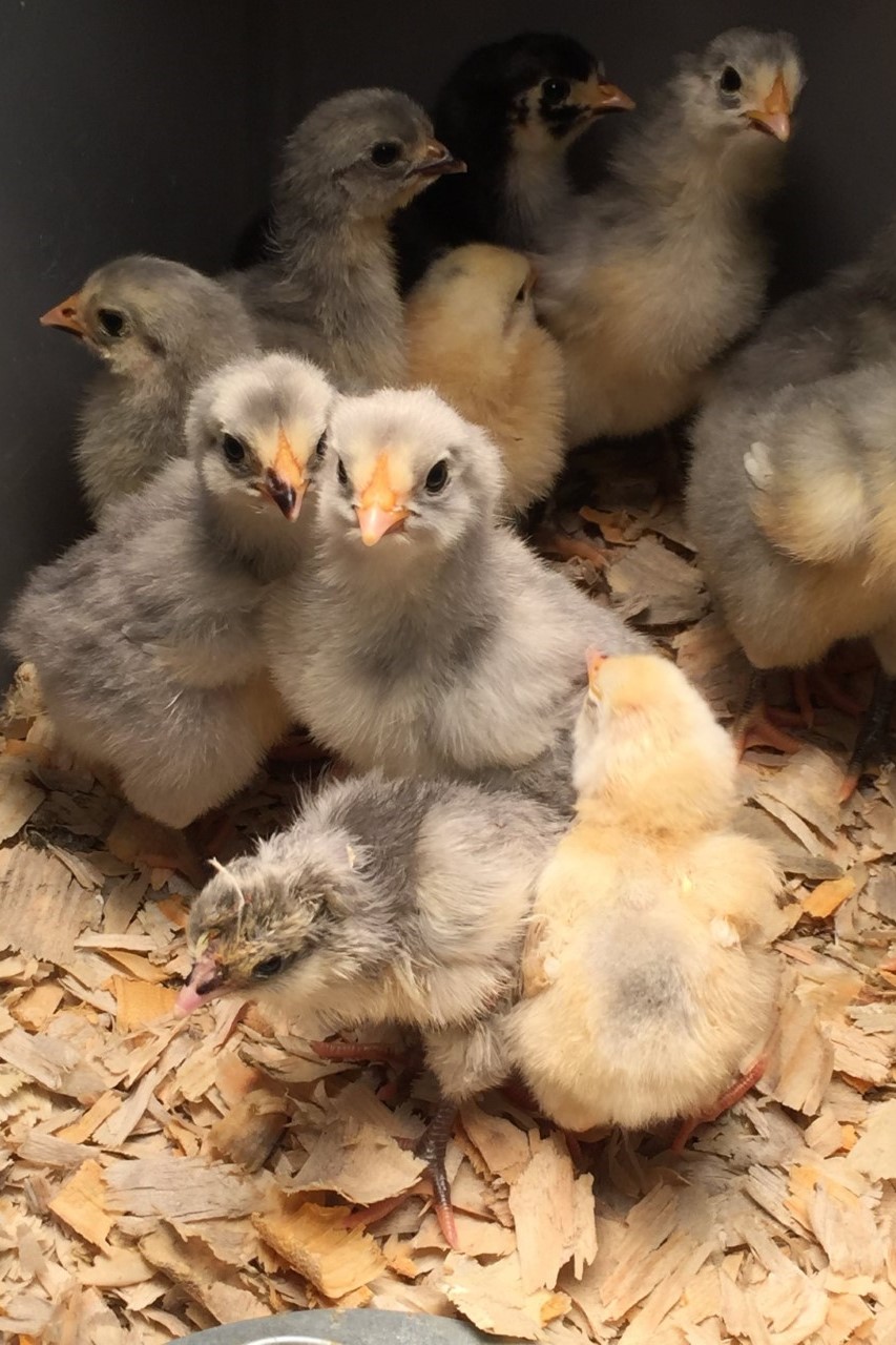 Poultry – Pine Mountain Farms