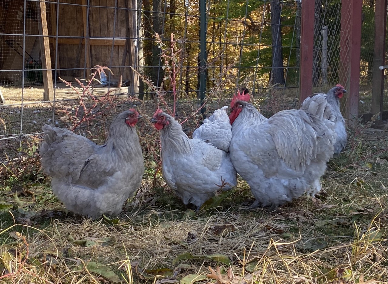 Poultry – Pine Mountain Farms