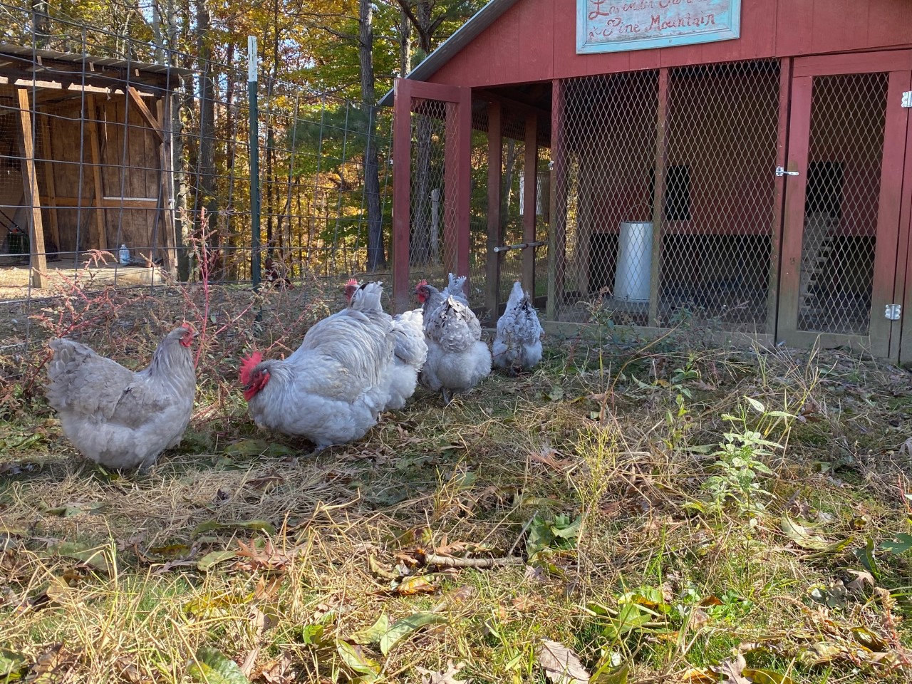 Poultry – Pine Mountain Farms
